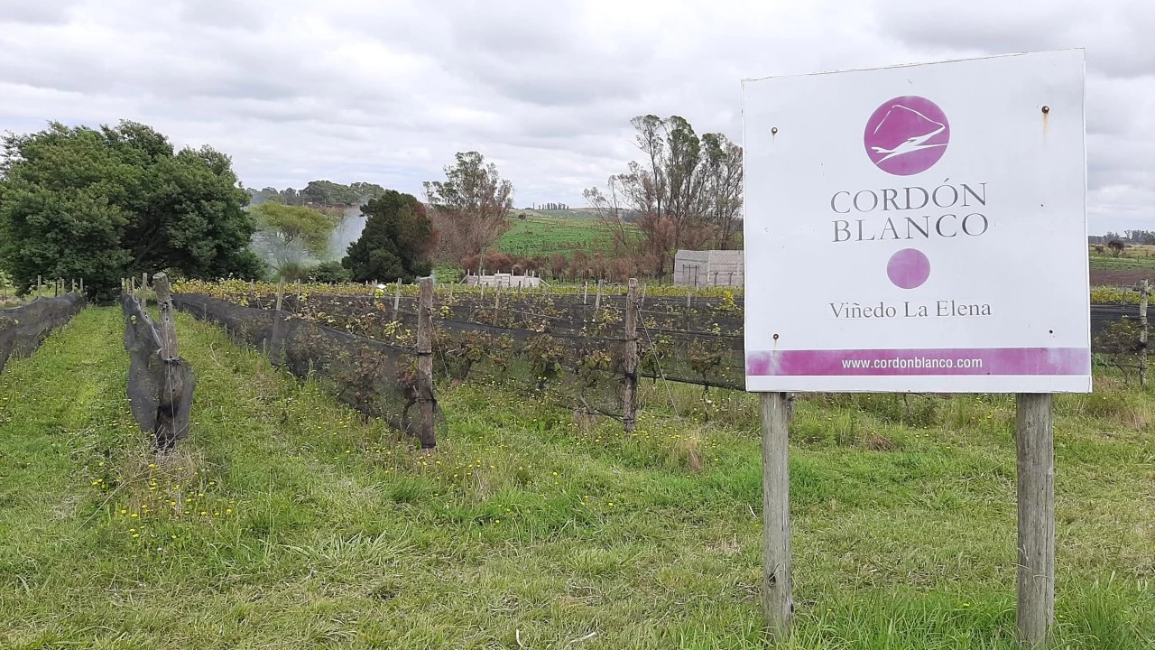 Matías Lucas: "El cabernet franc es el más buscado por la gente ...
