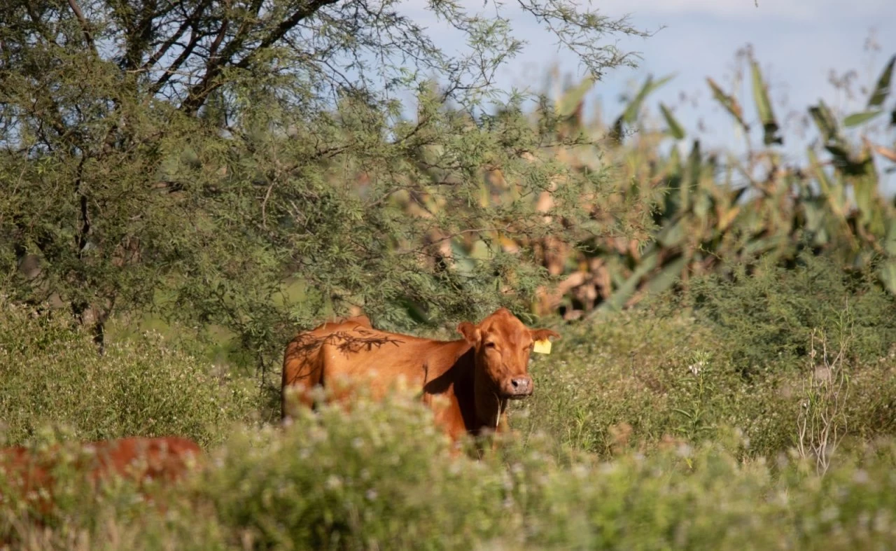 Campo Limpio: La Reserva Estancia El Bagual en Formosa que produce ...